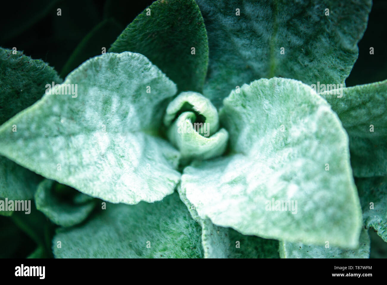 Fluffy leaves hi-res stock photography and images - Alamy