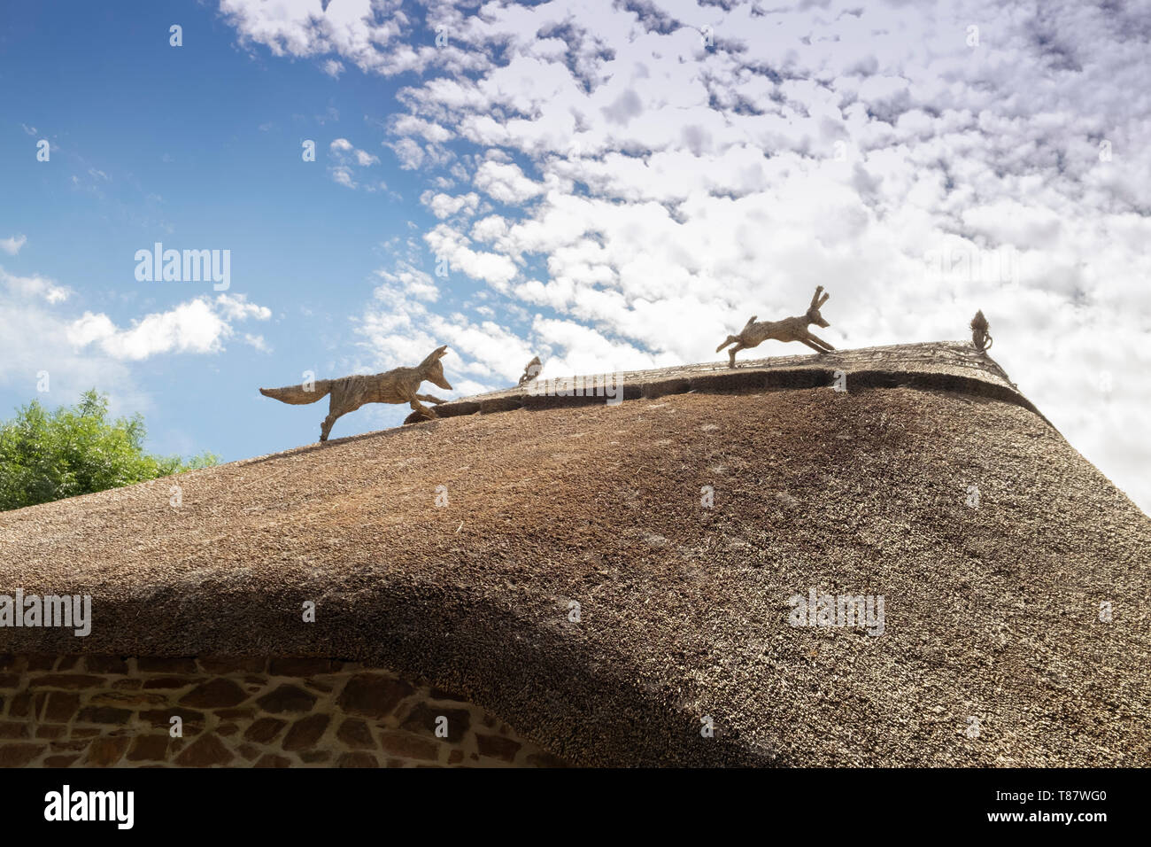 Fox hare animal uk hi-res stock photography and images - Alamy