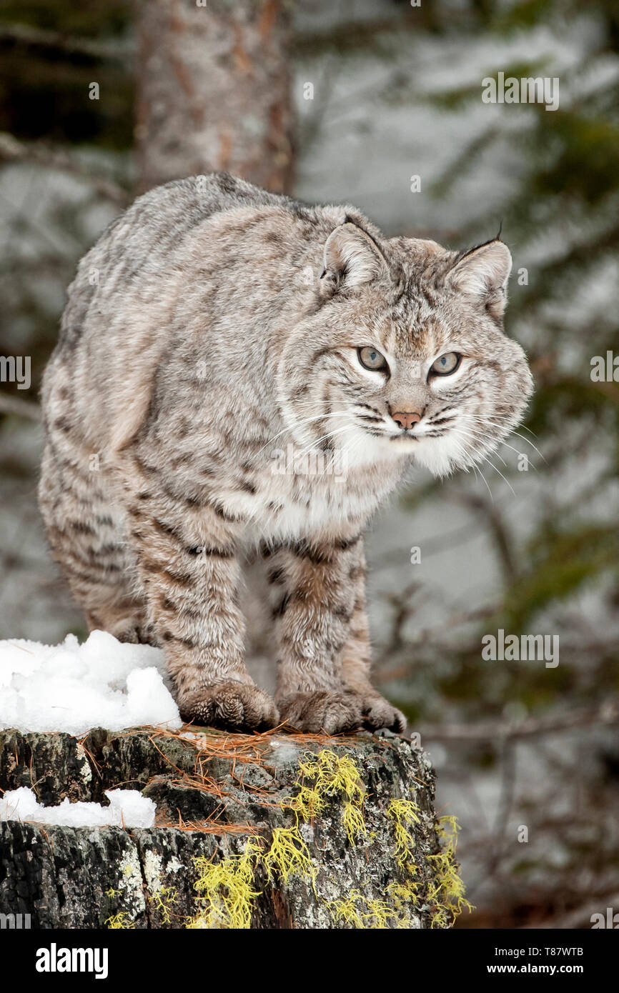 North America; Unites States; Montana; Wildlife; Mammals; Predators ...