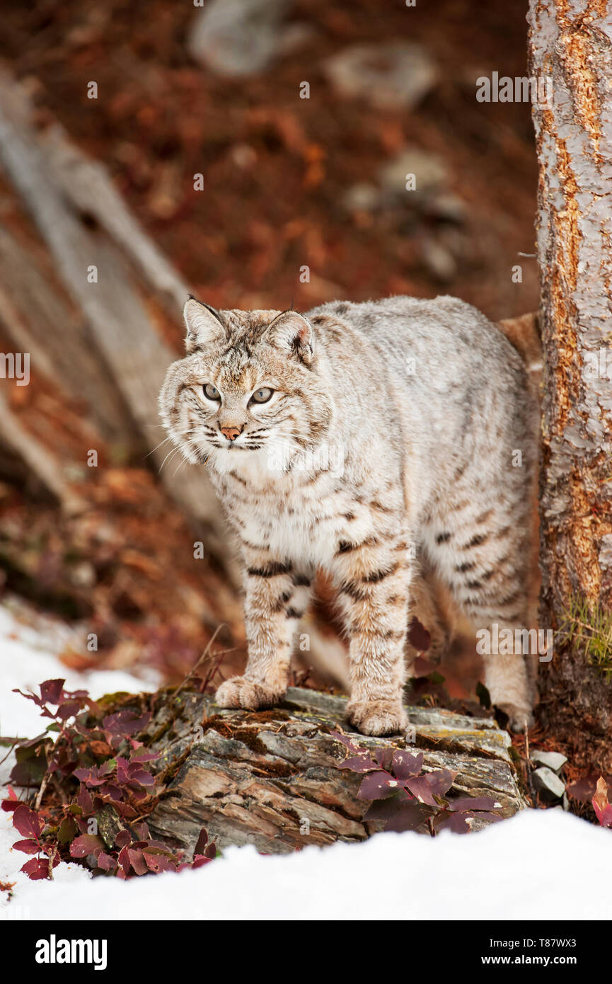 North America; Unites States; Montana; Wildlife; Mammals; Predators ...