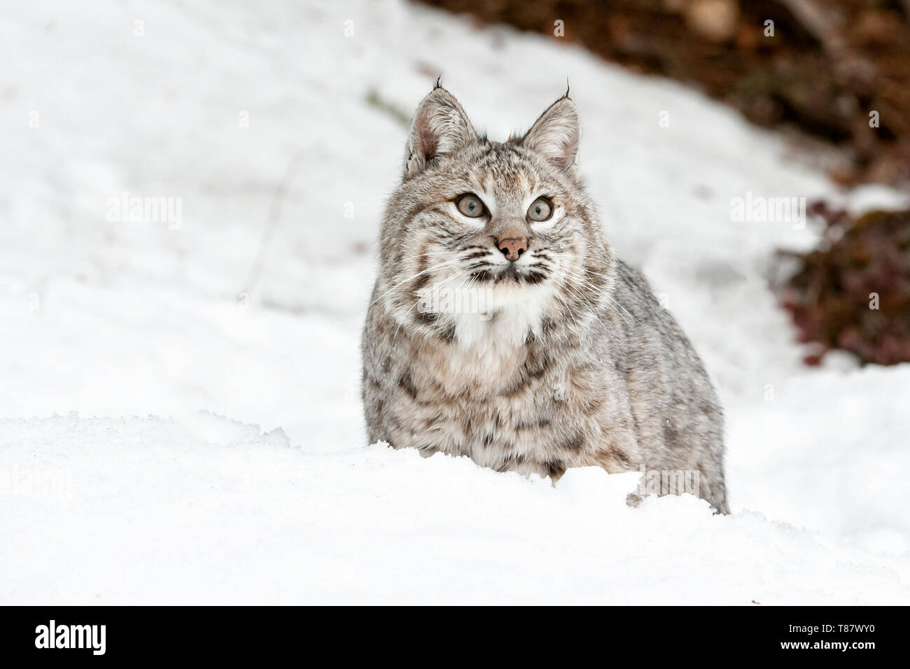 North America; Unites States; Montana; Wildlife; Mammals; Predators ...