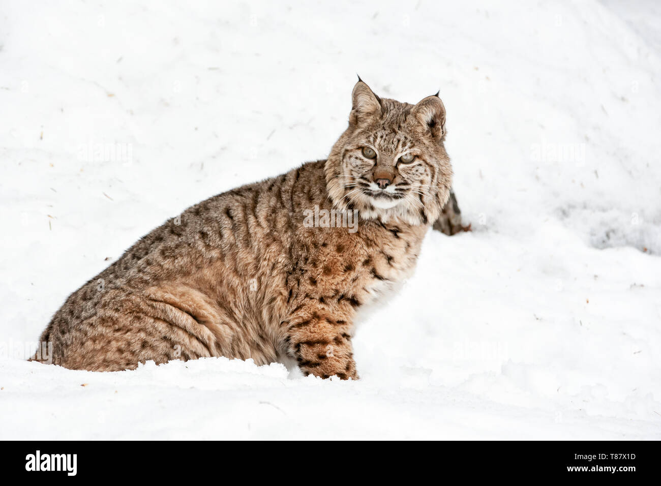 North America; Unites States; Montana; Wildlife; Mammals; Predators ...