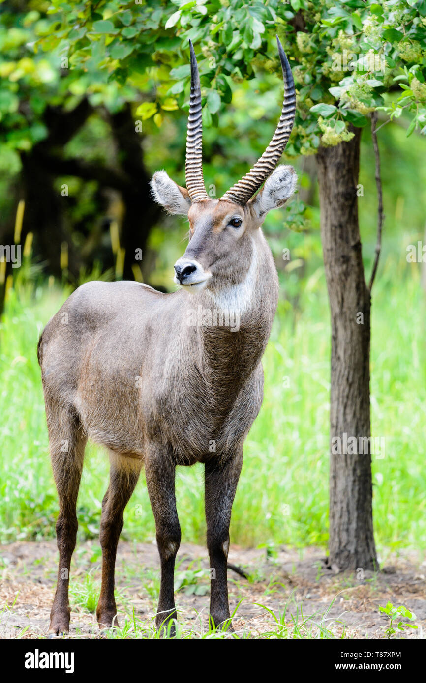 Running waterbuck hi-res stock photography and images - Alamy