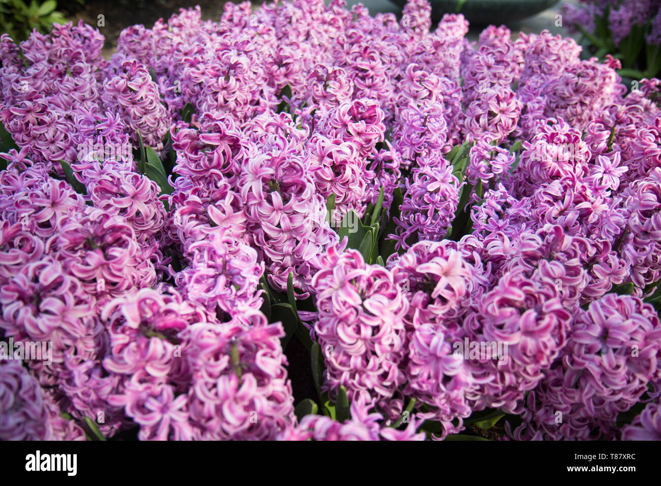 Flowers, Tulips, Dutchland; Netherlands, hyacinths Stock Photo - Alamy