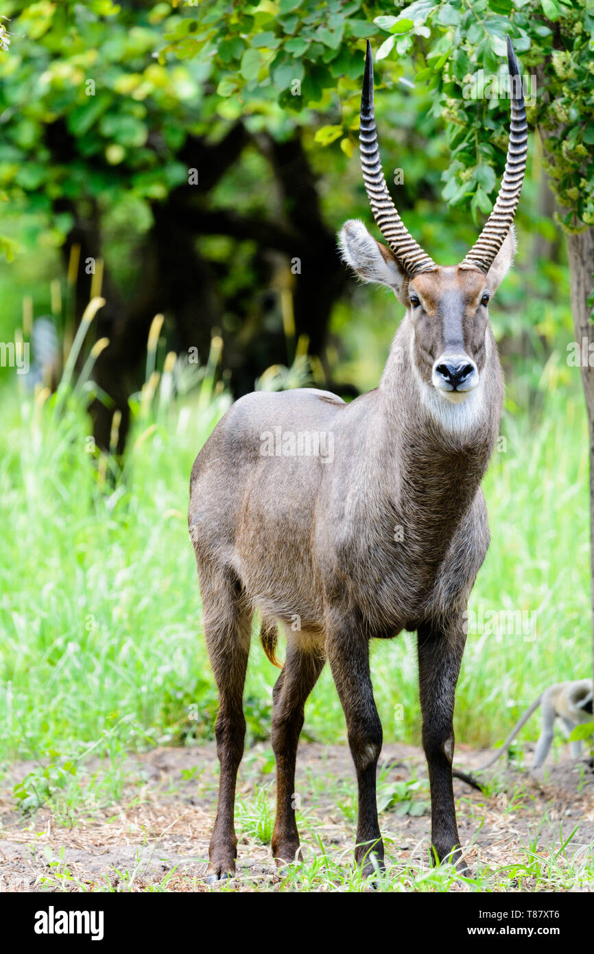 Waterbuck scenic view hi-res stock photography and images - Alamy