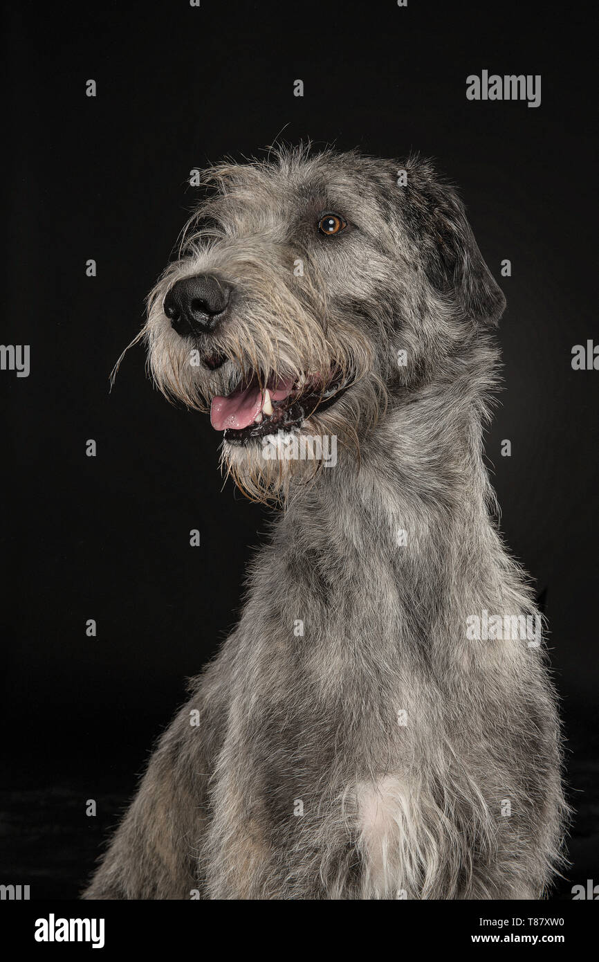 Portrait of a pretty irish wolfhound looking away on a black background ...