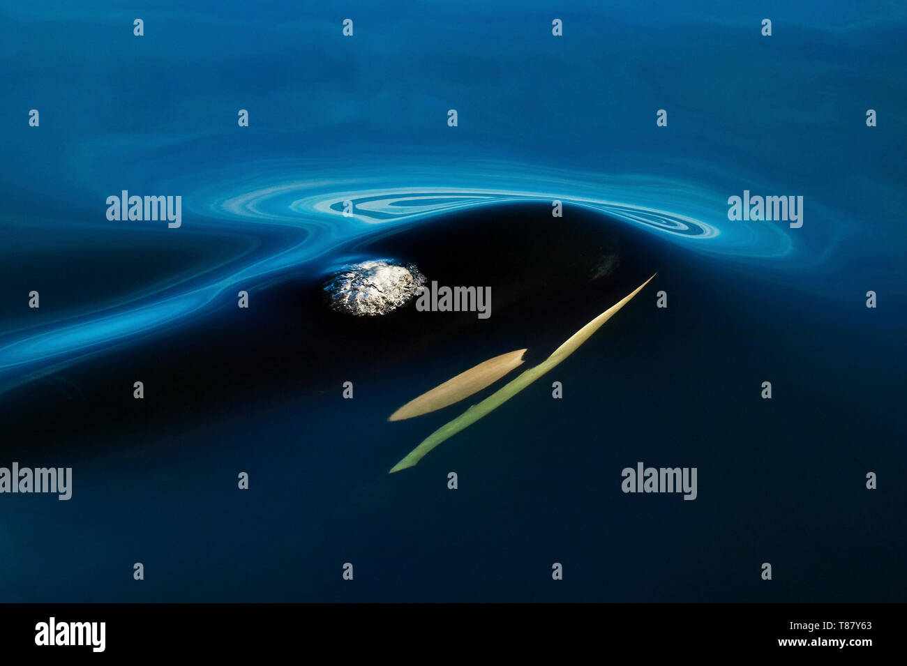 Northern resident orca whale (Orcinus orca) underwater surfacing and ...