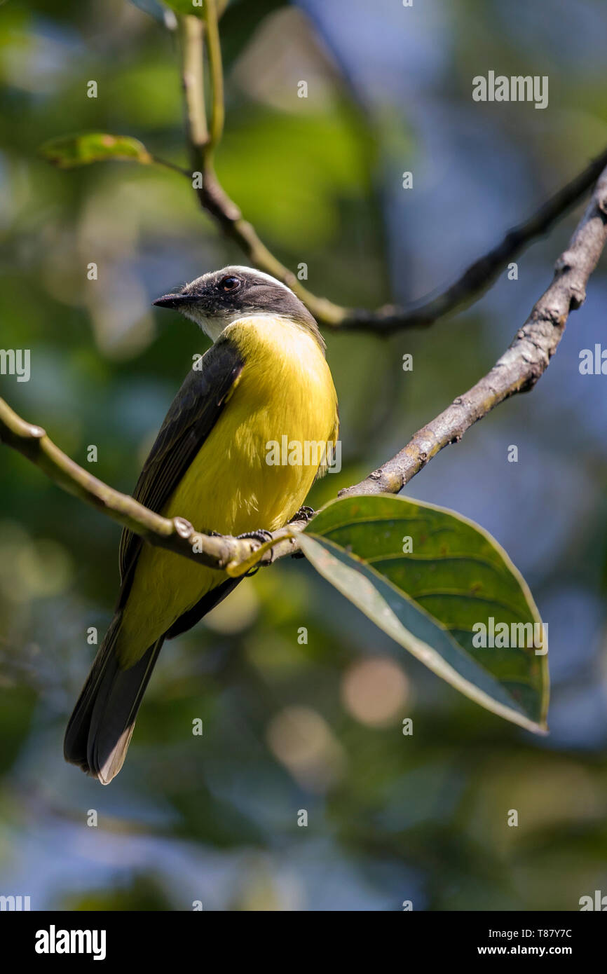 Social flycatcher hi-res stock photography and images - Alamy