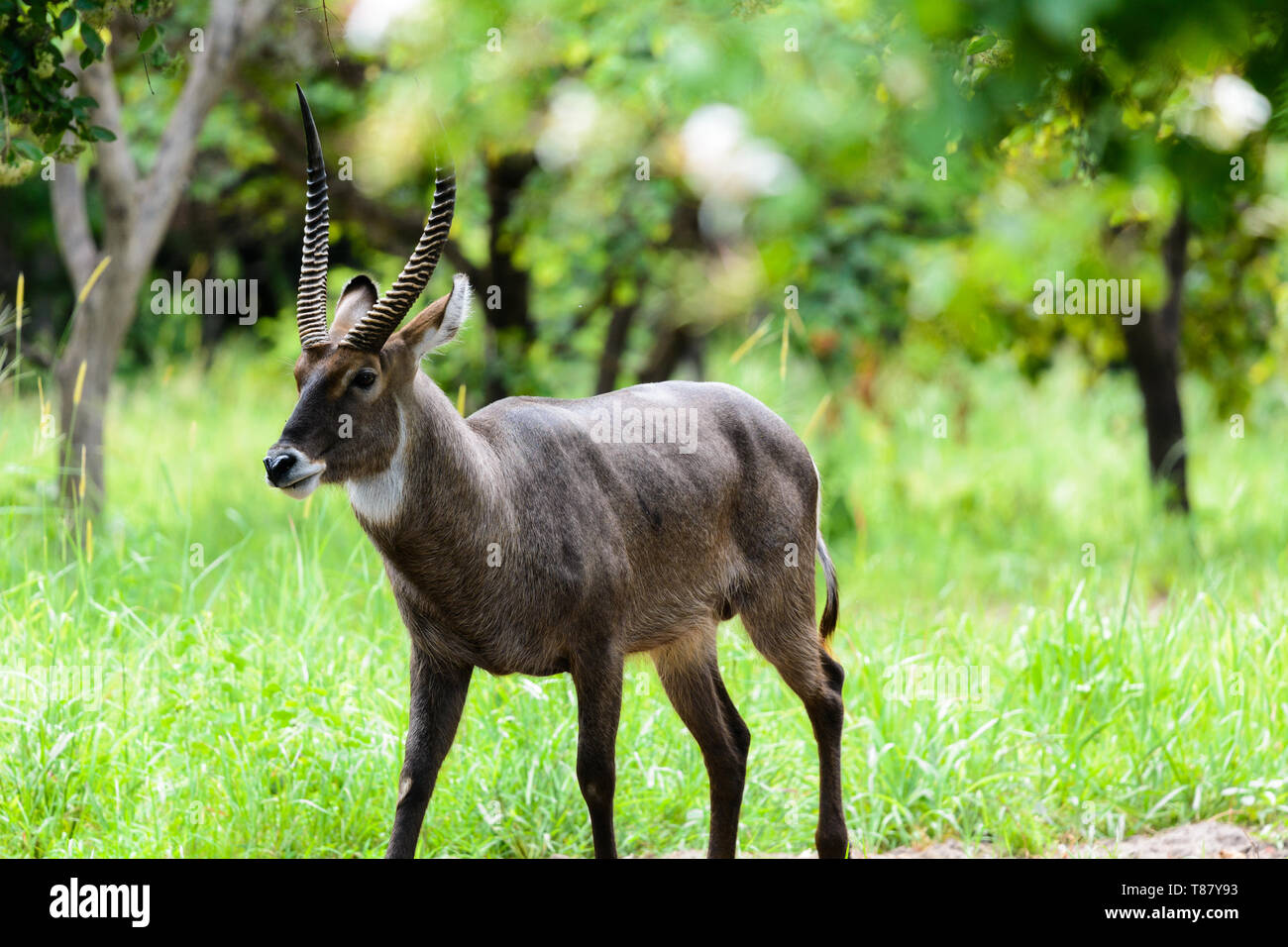 Waterbuck running hi-res stock photography and images - Alamy