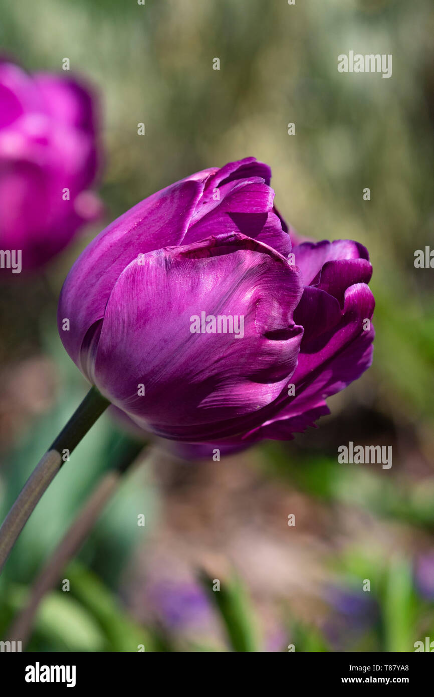 Single pink tulips hi-res stock photography and images - Alamy