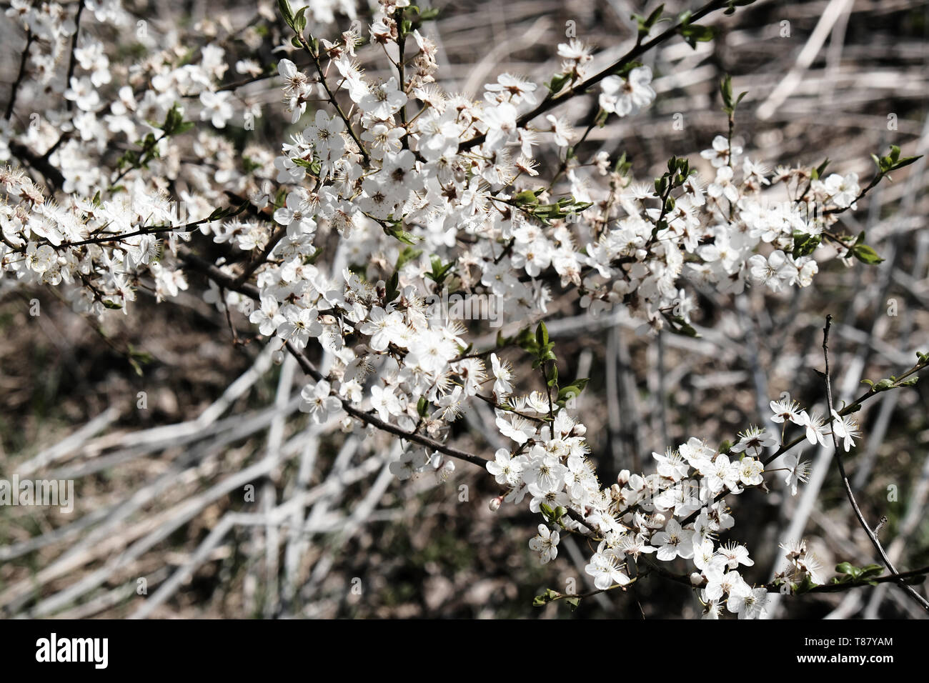 Osiny hi-res stock photography and images - Alamy
