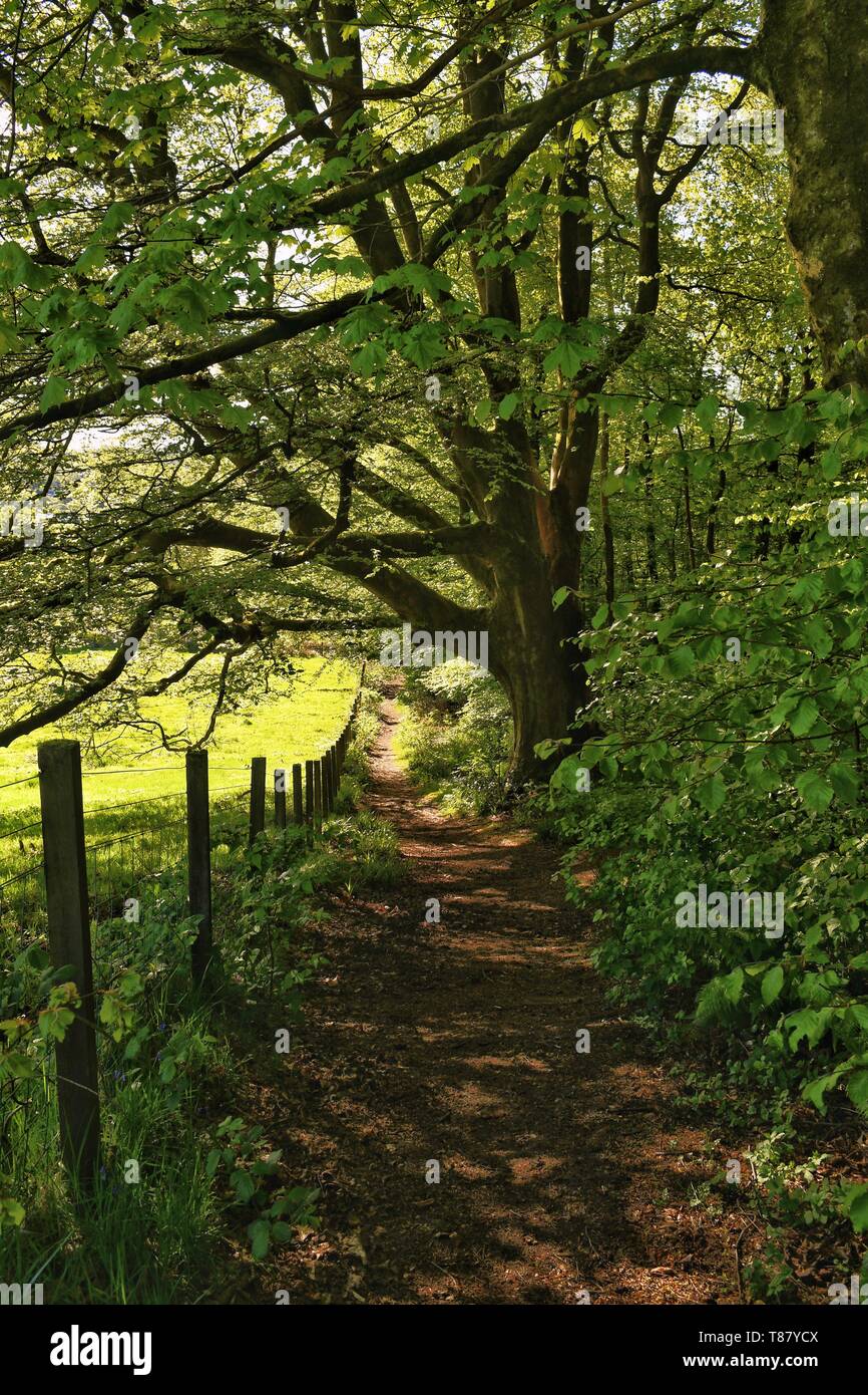 Walk on morning wood rural hi-res stock photography and images - Alamy
