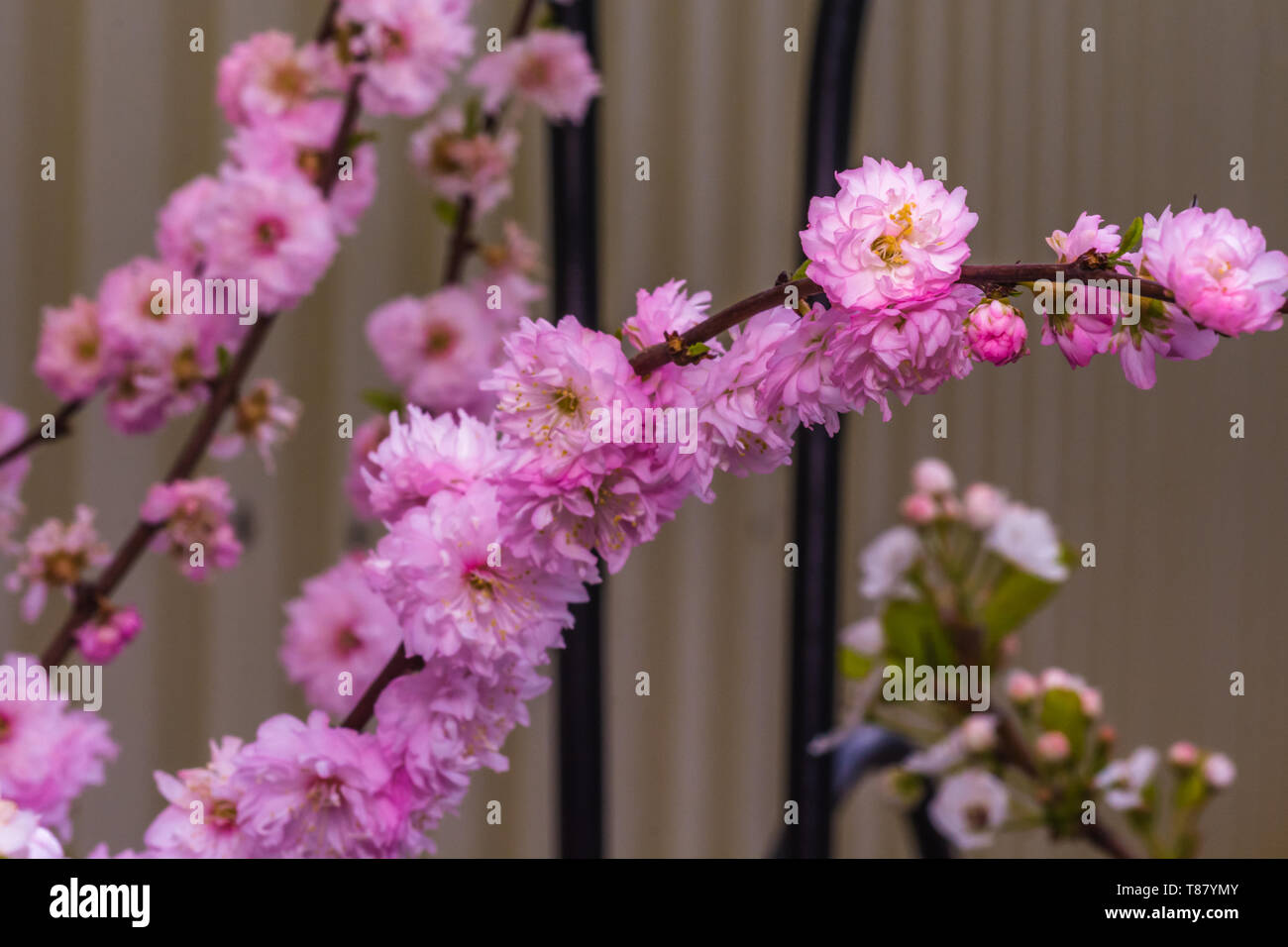 Early spring garden flowers with vibrant colors and showing details of ...