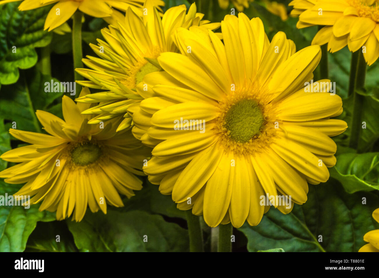 Early spring garden flowers with vibrant colors and showing details of ...