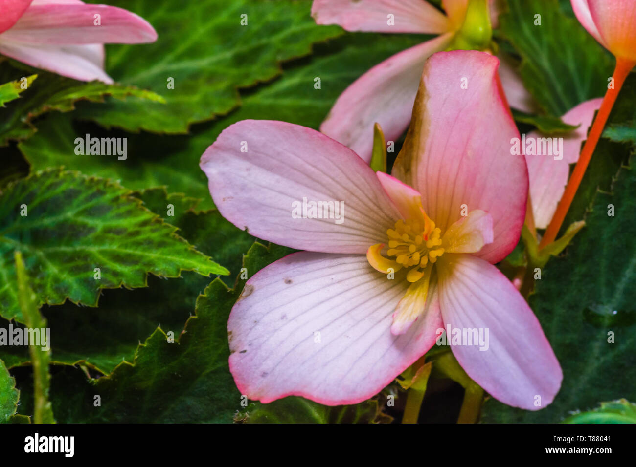 Early spring garden flowers with vibrant colors and showing details of ...