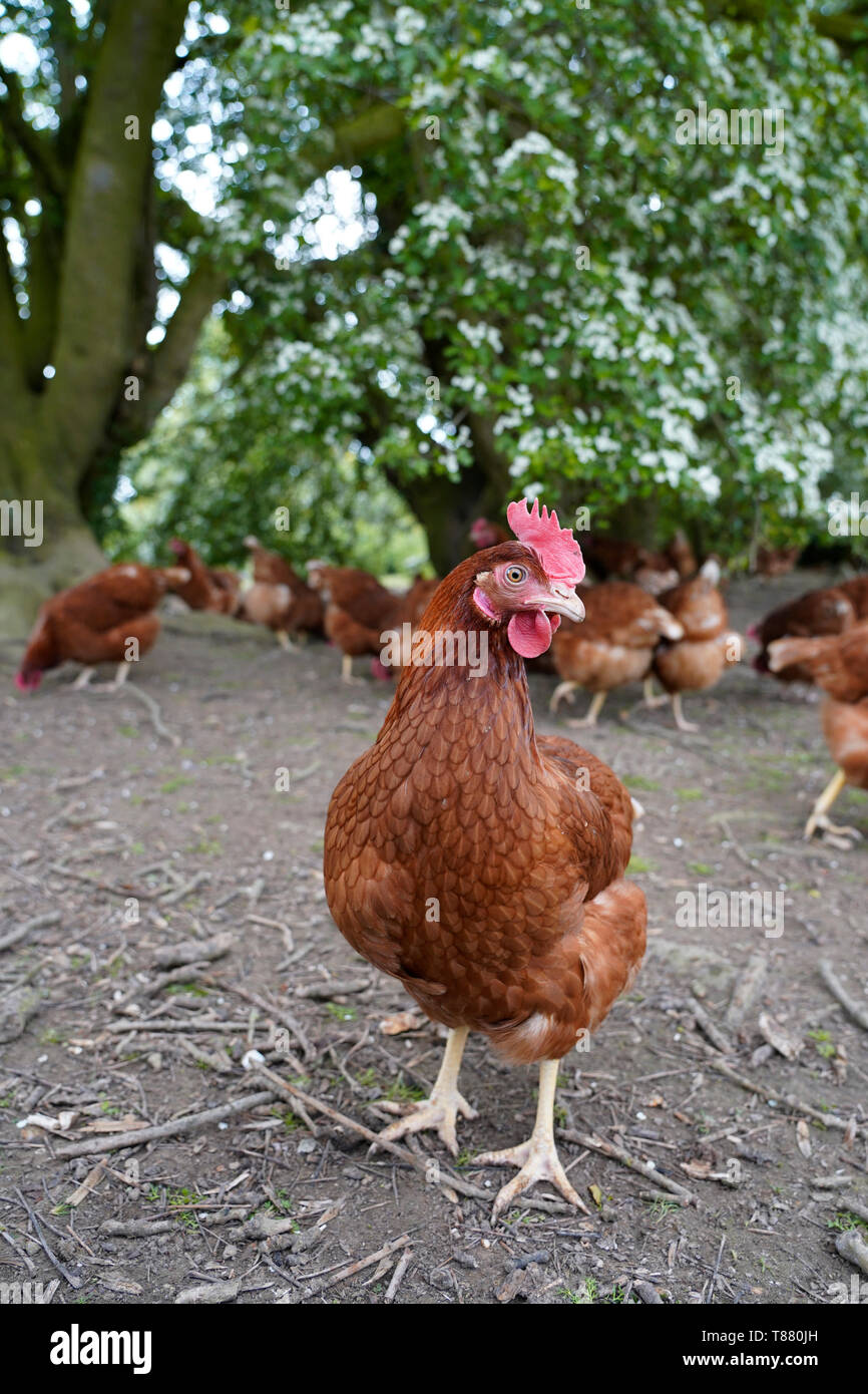 Free range poultry chicken farm - free range hen farm Stock Photo - Alamy