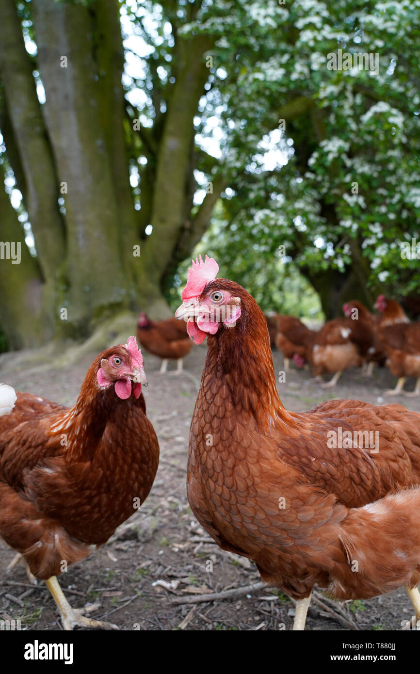 Free range poultry chicken farm - free range hen farm Stock Photo - Alamy
