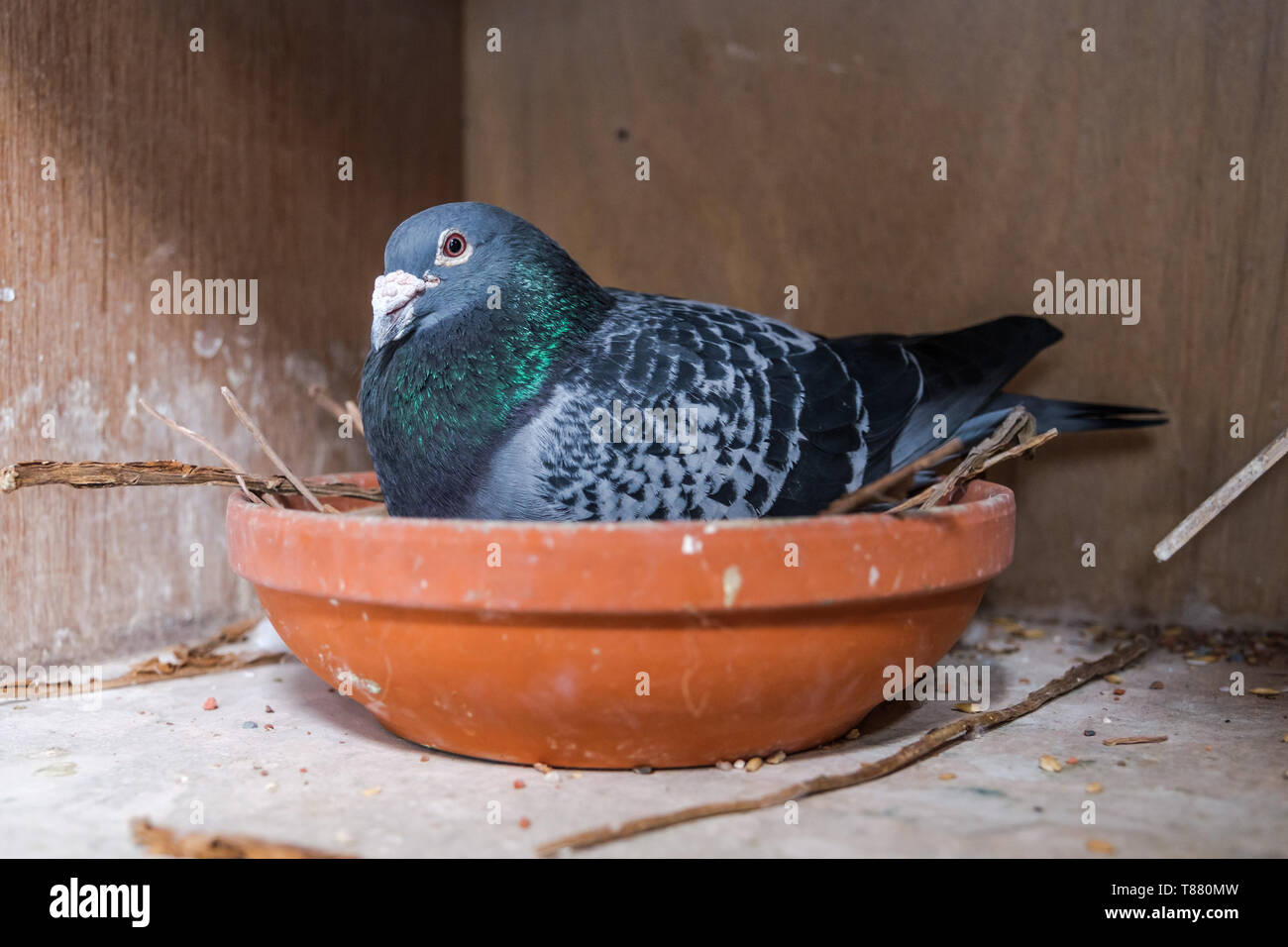 Breeding carrier pigeon on her nest Stock Photo - Alamy