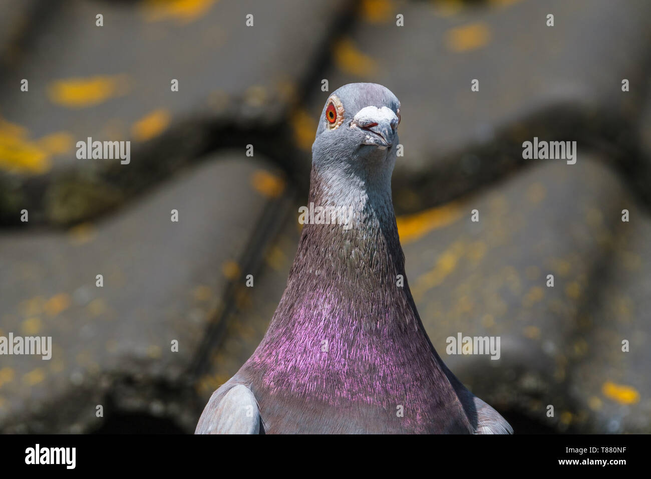Racing pigeon hi-res stock photography and images - Alamy