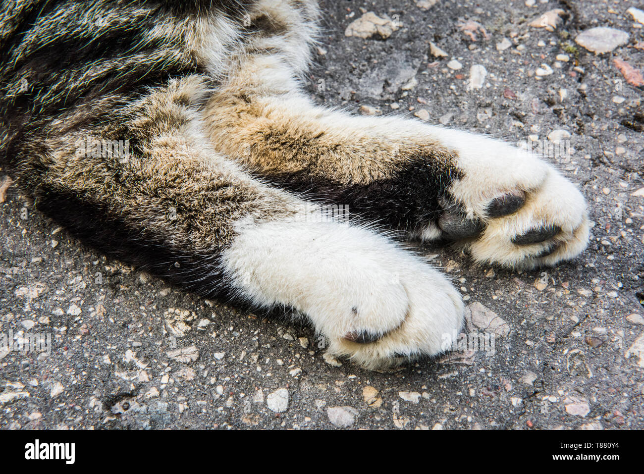 Tabby cat paws close up on gray road background Stock Photo - Alamy