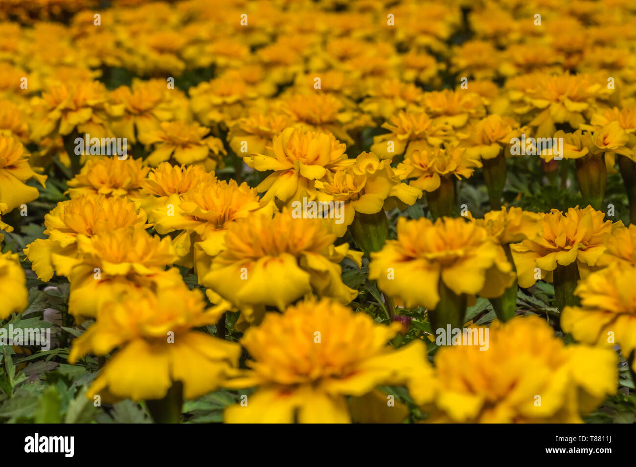 Early spring garden flowers with vibrant colors and showing details of ...