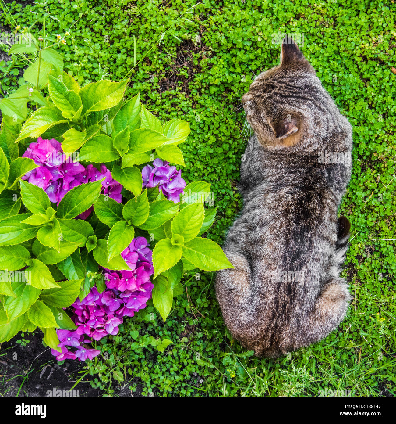 Hydrangea macrophylla and tabby cat on green grass background Stock ...