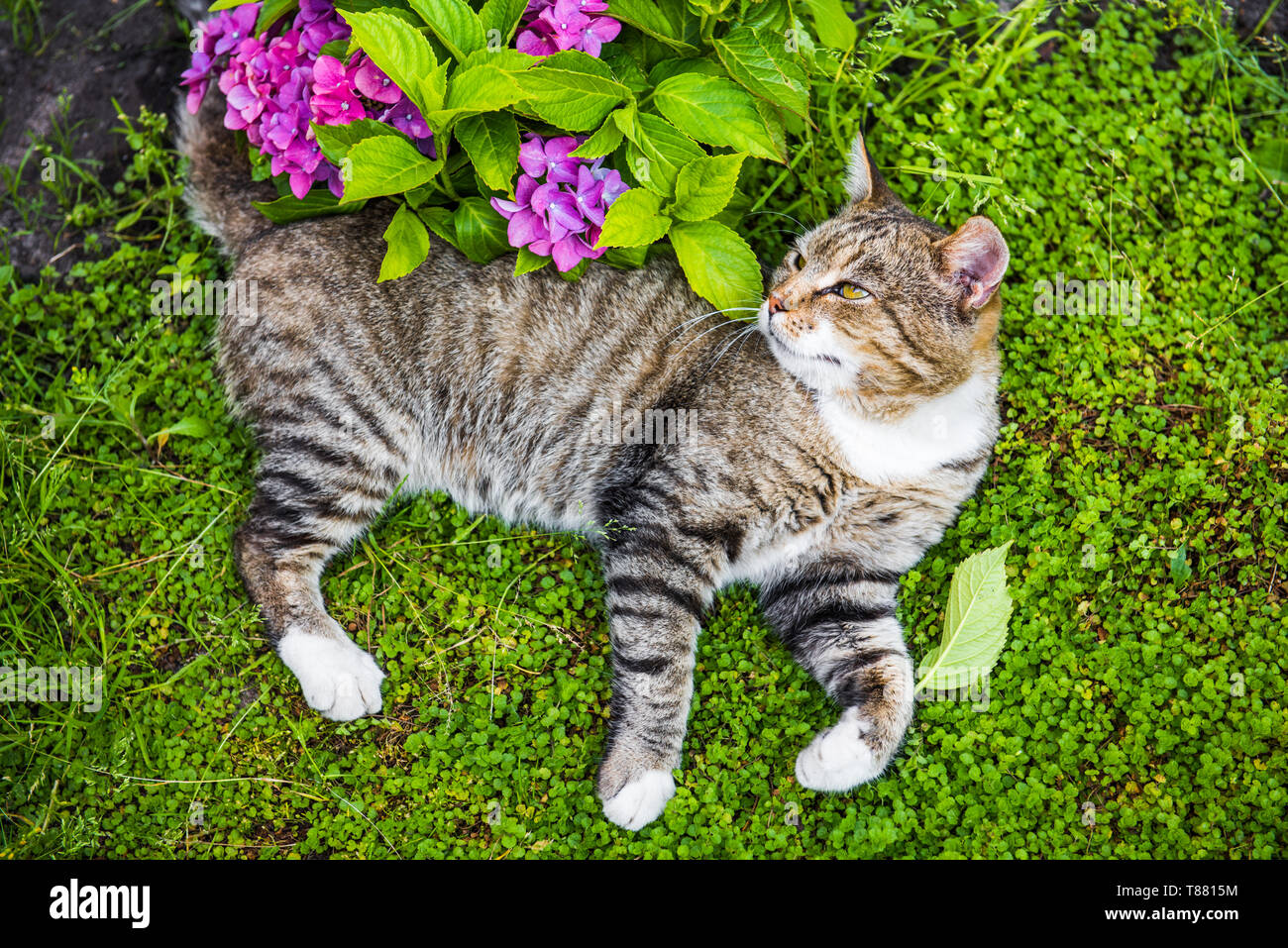Hydrangea macrophylla and tabby cat on green grass background Stock ...