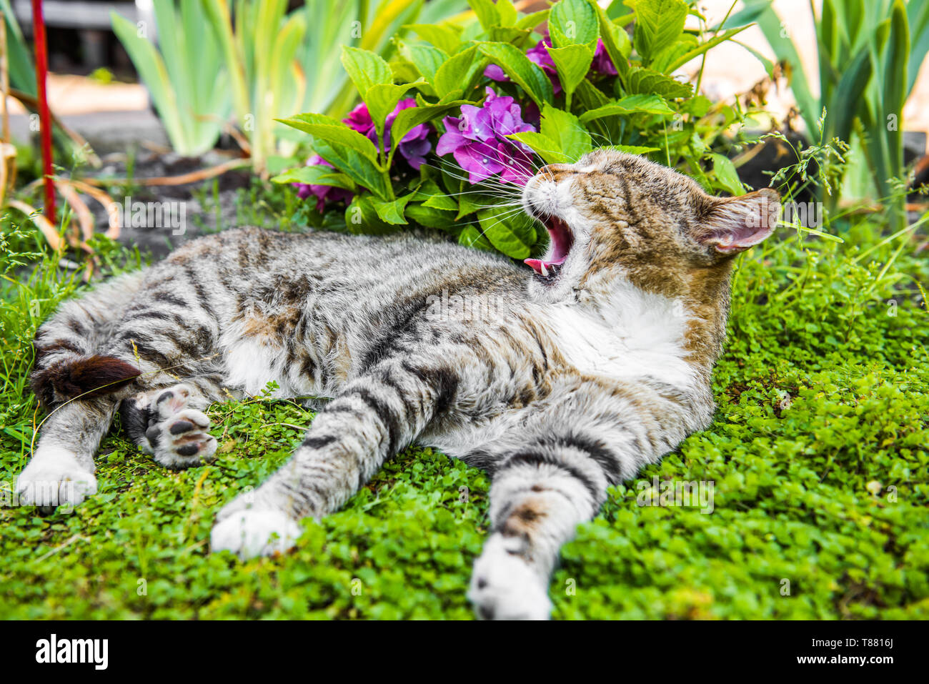 Hydrangea macrophylla and tabby cat on green grass background Stock ...