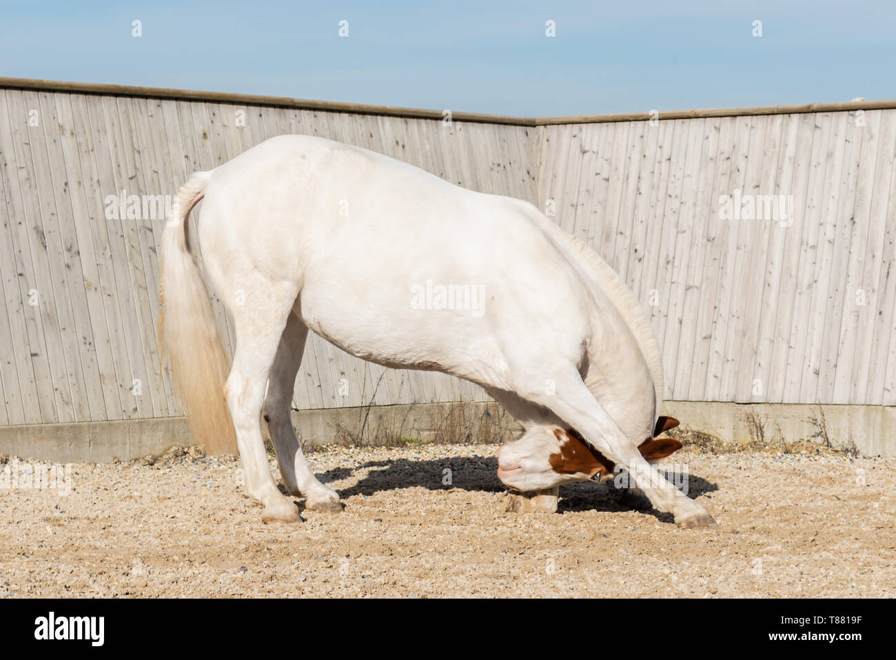 horse says thank you Stock Photo - Alamy
