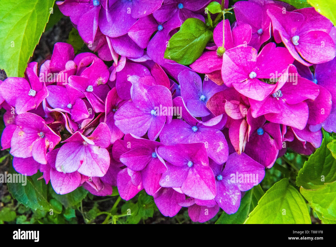 Purple Hydrangea flower or Hydrangea macrophylla n a garden on green ...