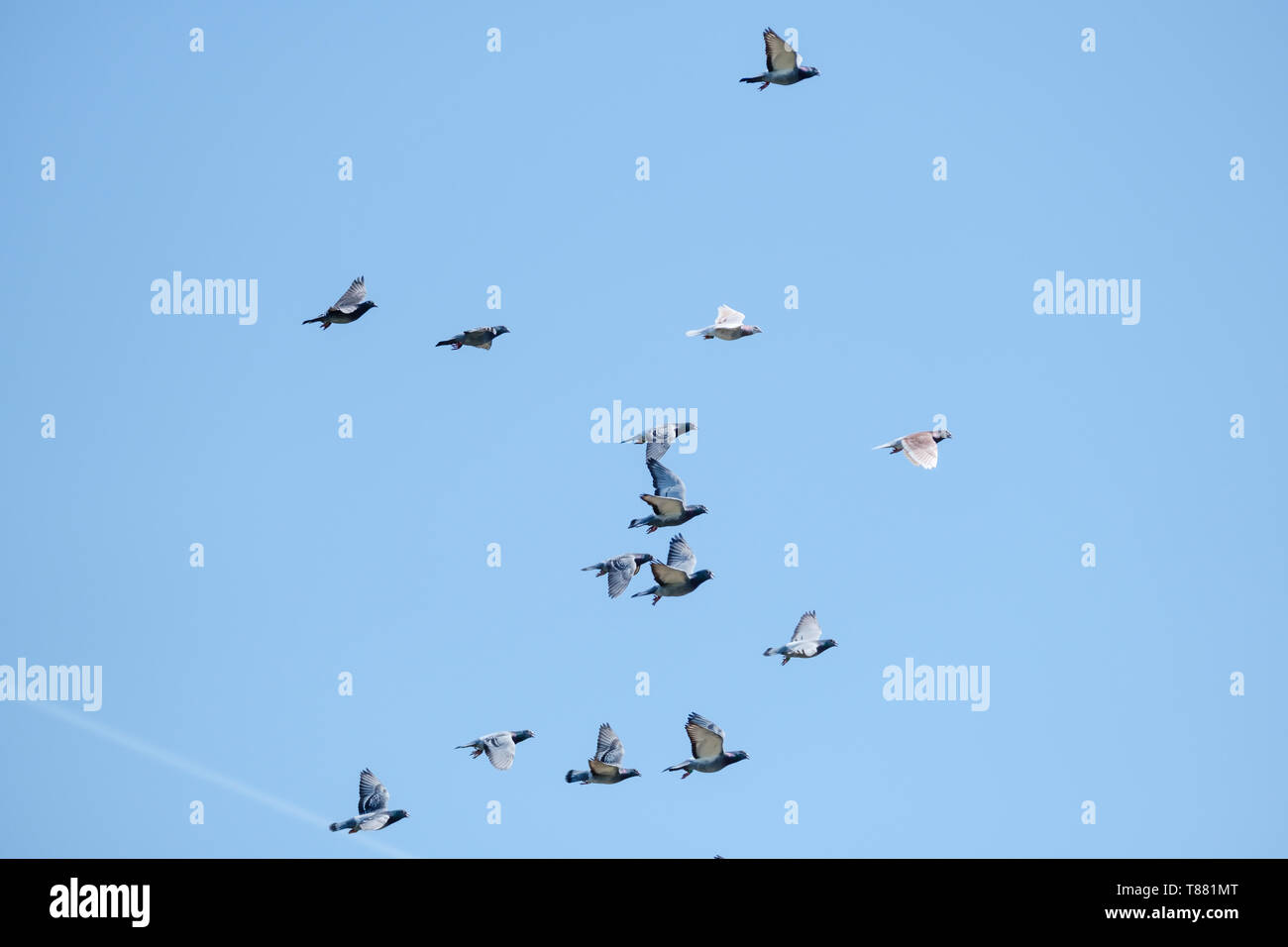 Training racing pigeons hi-res stock photography and images - Alamy