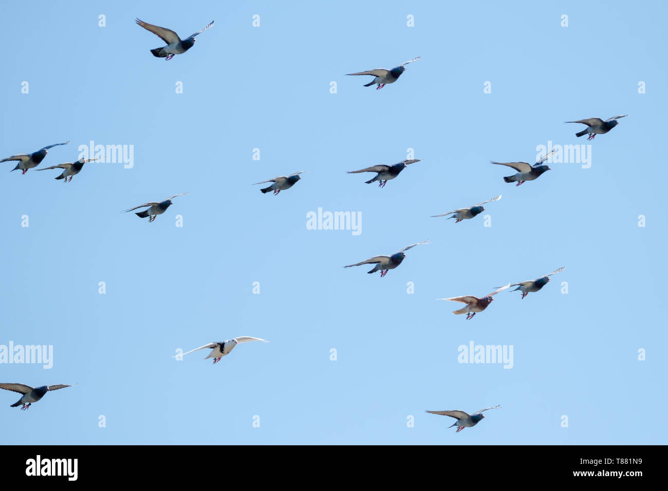 Group flying speed racing pigeon hi-res stock photography and images ...