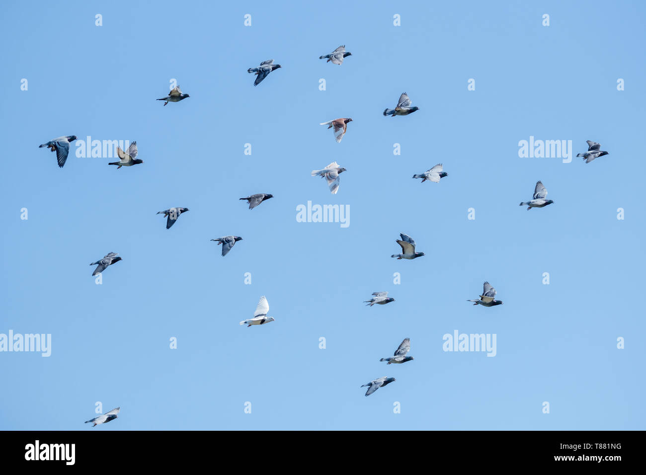 Racing pigeons hi-res stock photography and images - Alamy