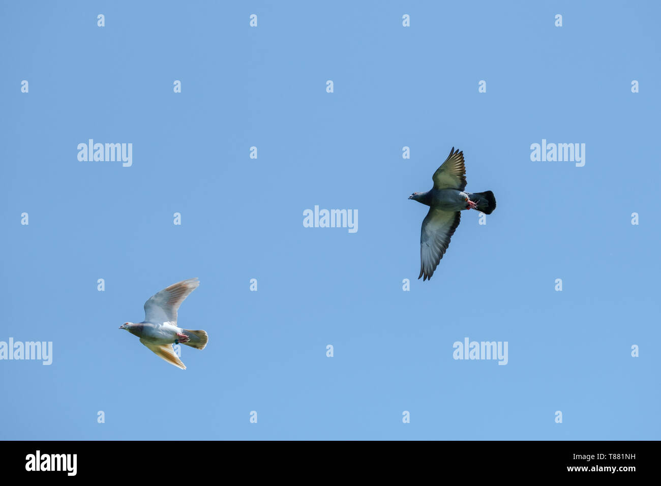 Racing homing pigeons hi-res stock photography and images - Alamy
