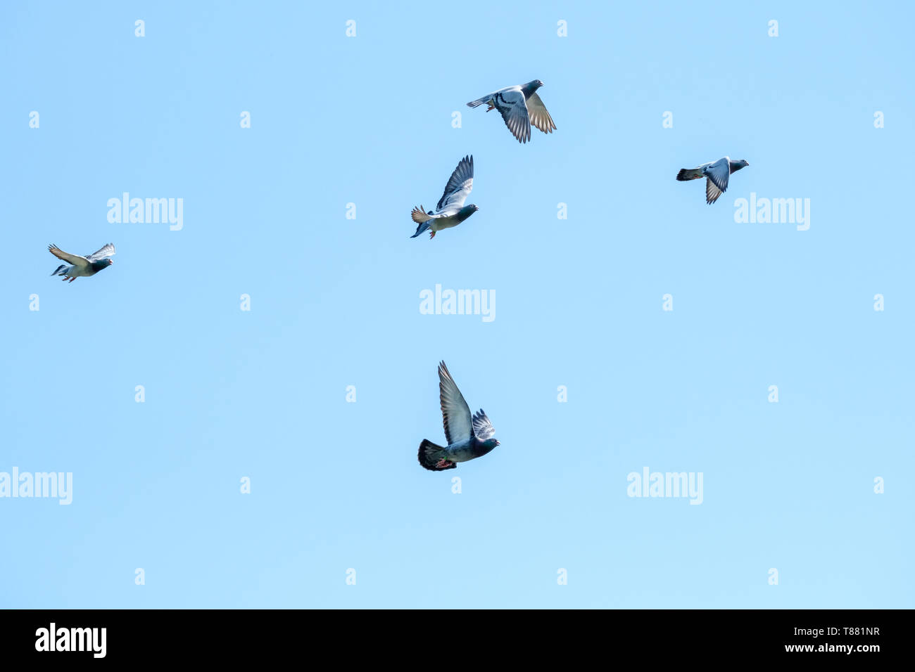 Training racing pigeons hi-res stock photography and images - Alamy