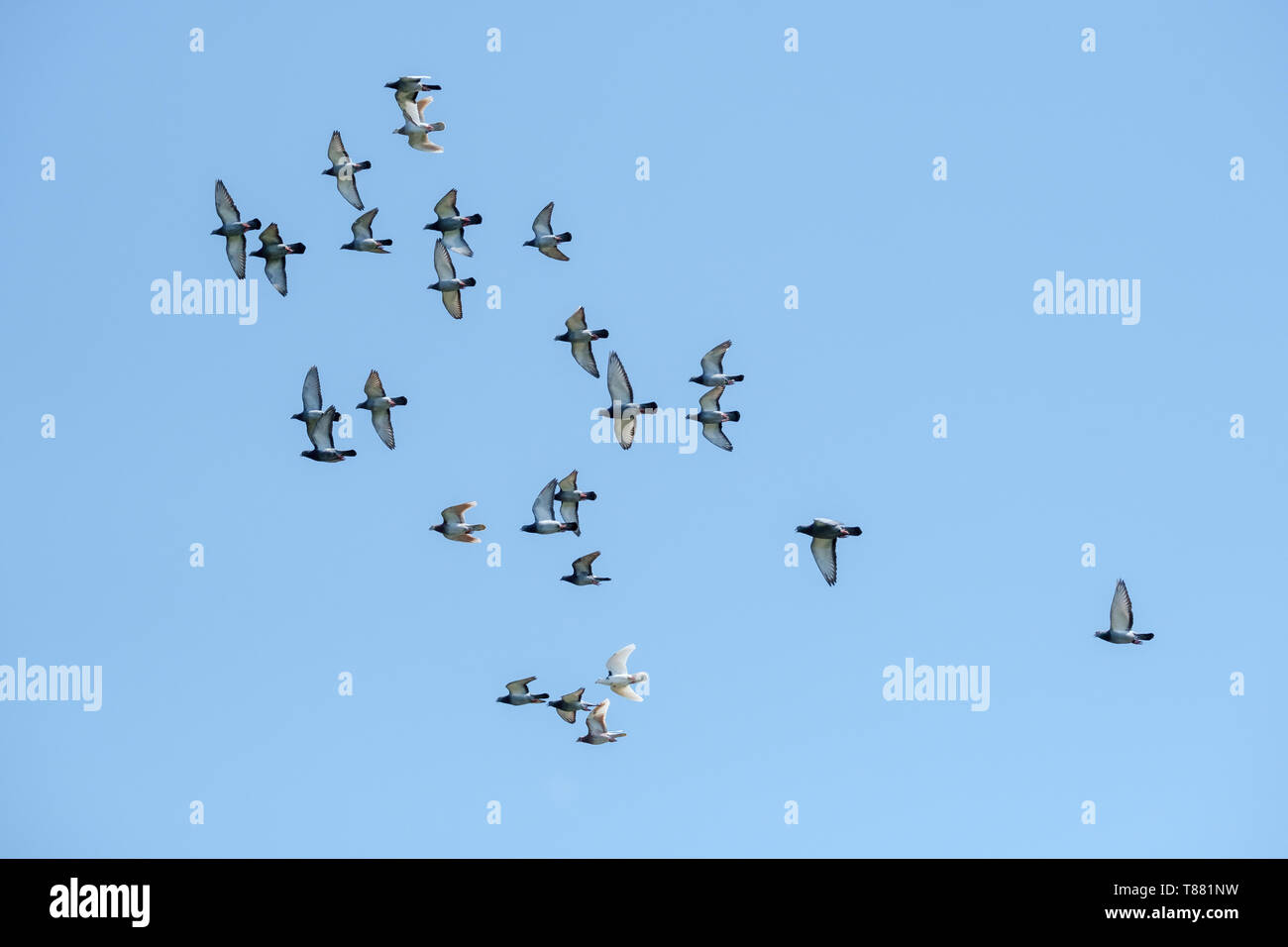 Racing pigeons hi-res stock photography and images - Alamy