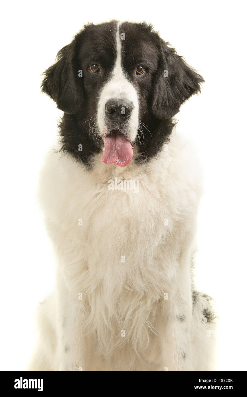 Portrait of a landseer dog looking at the camera isolated on a white ...