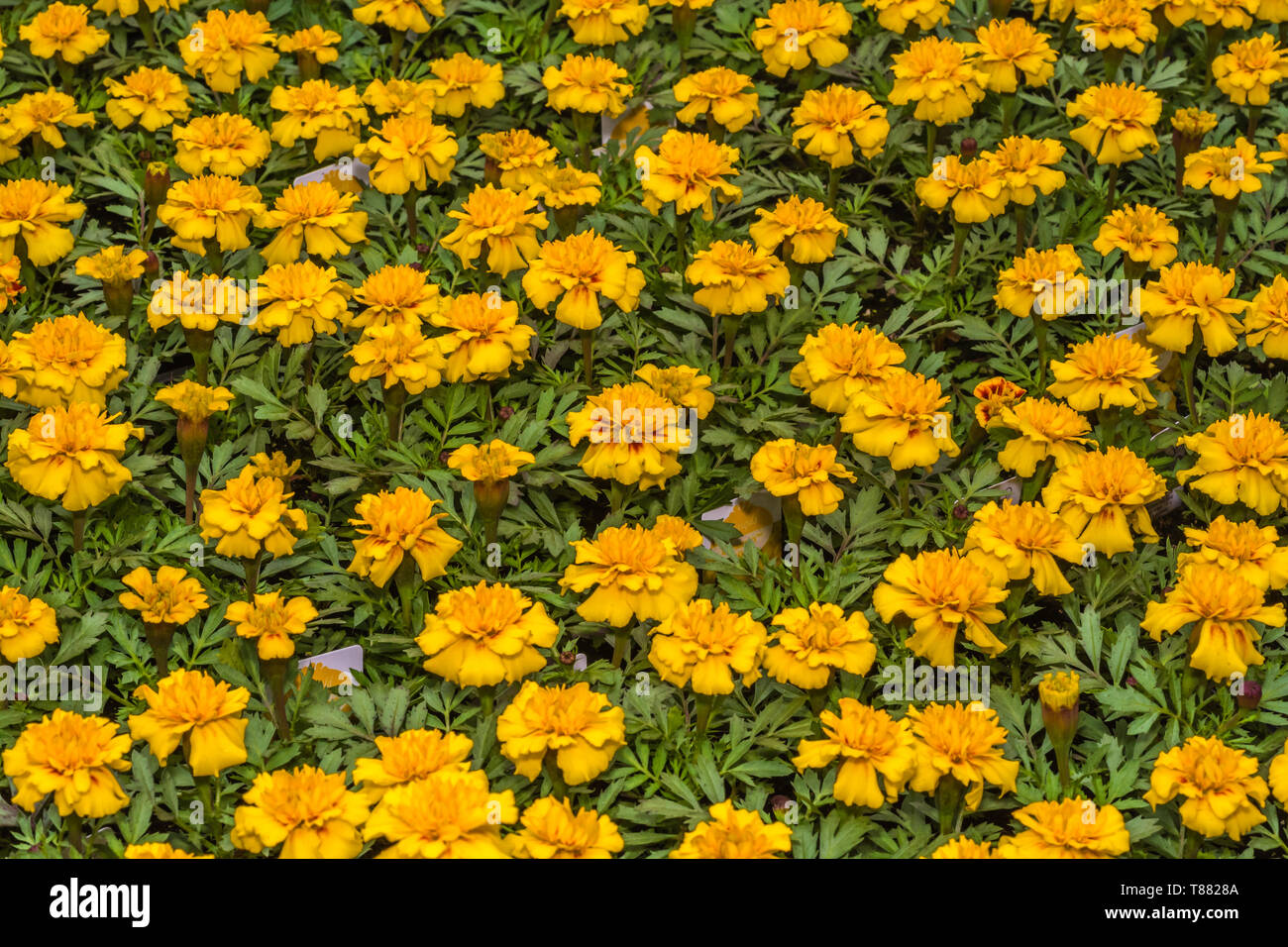 Early spring garden flowers with vibrant colors and showing details of ...