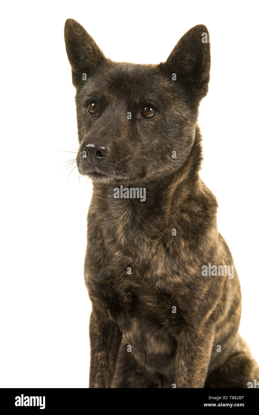 Portrait of a Female Kai Ken dog the national japanese breed glancng ...