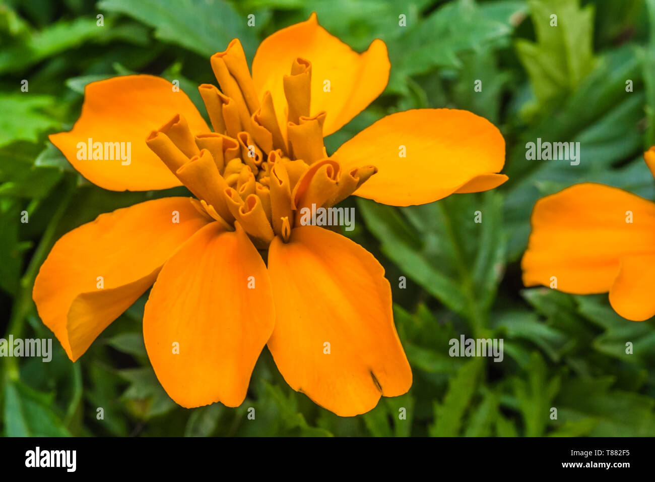 Early spring garden flowers with vibrant colors and showing details of ...