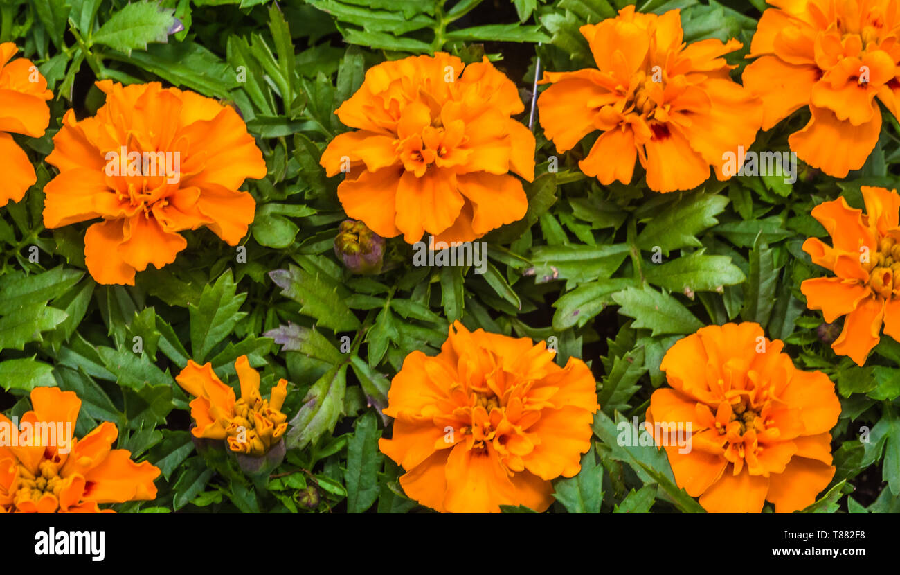 Early spring garden flowers with vibrant colors and showing details of ...