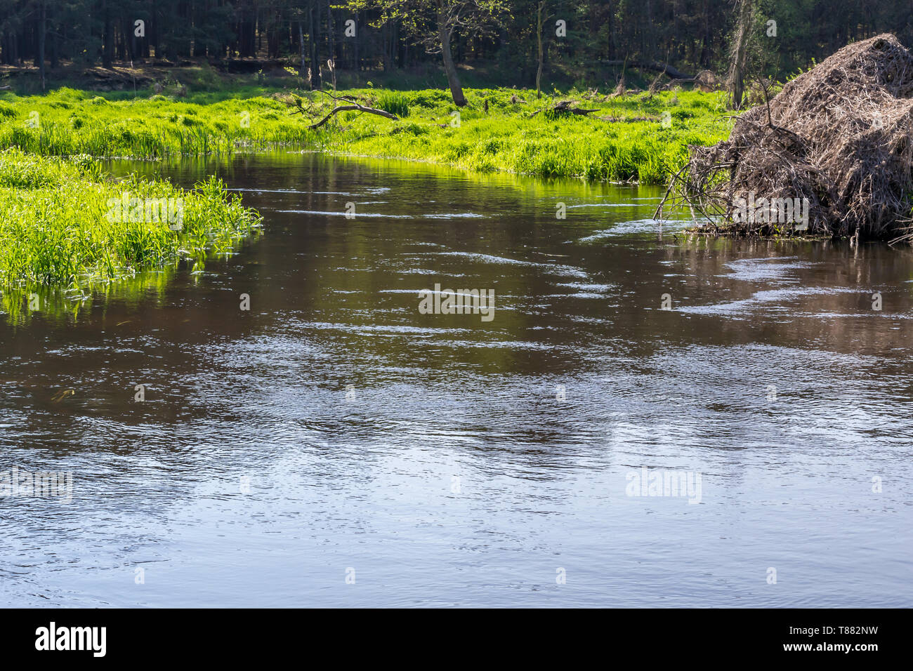 Mysterious River Grabia in spring day, Poland Stock Photo - Alamy