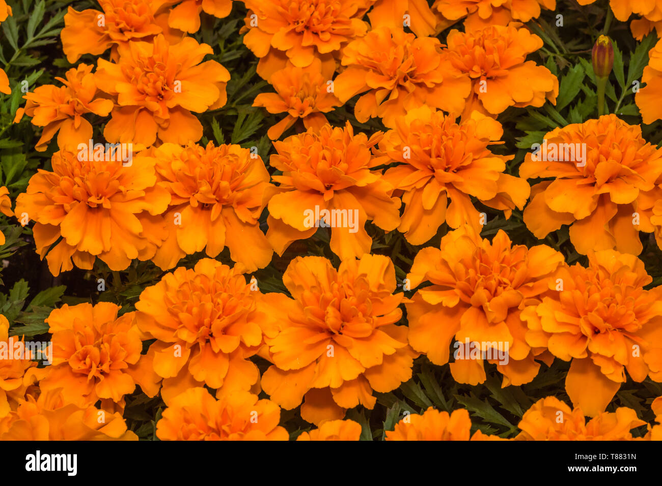 Early spring garden flowers with vibrant colors and showing details of ...
