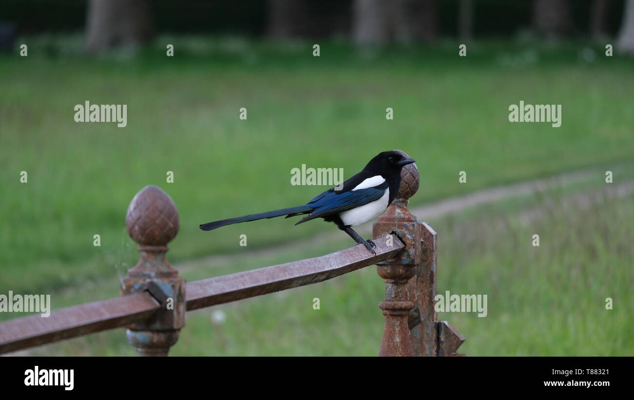 Magpie on Fence Stock Photo - Alamy