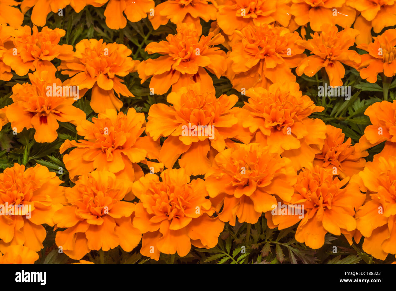 Early spring garden flowers with vibrant colors and showing details of ...