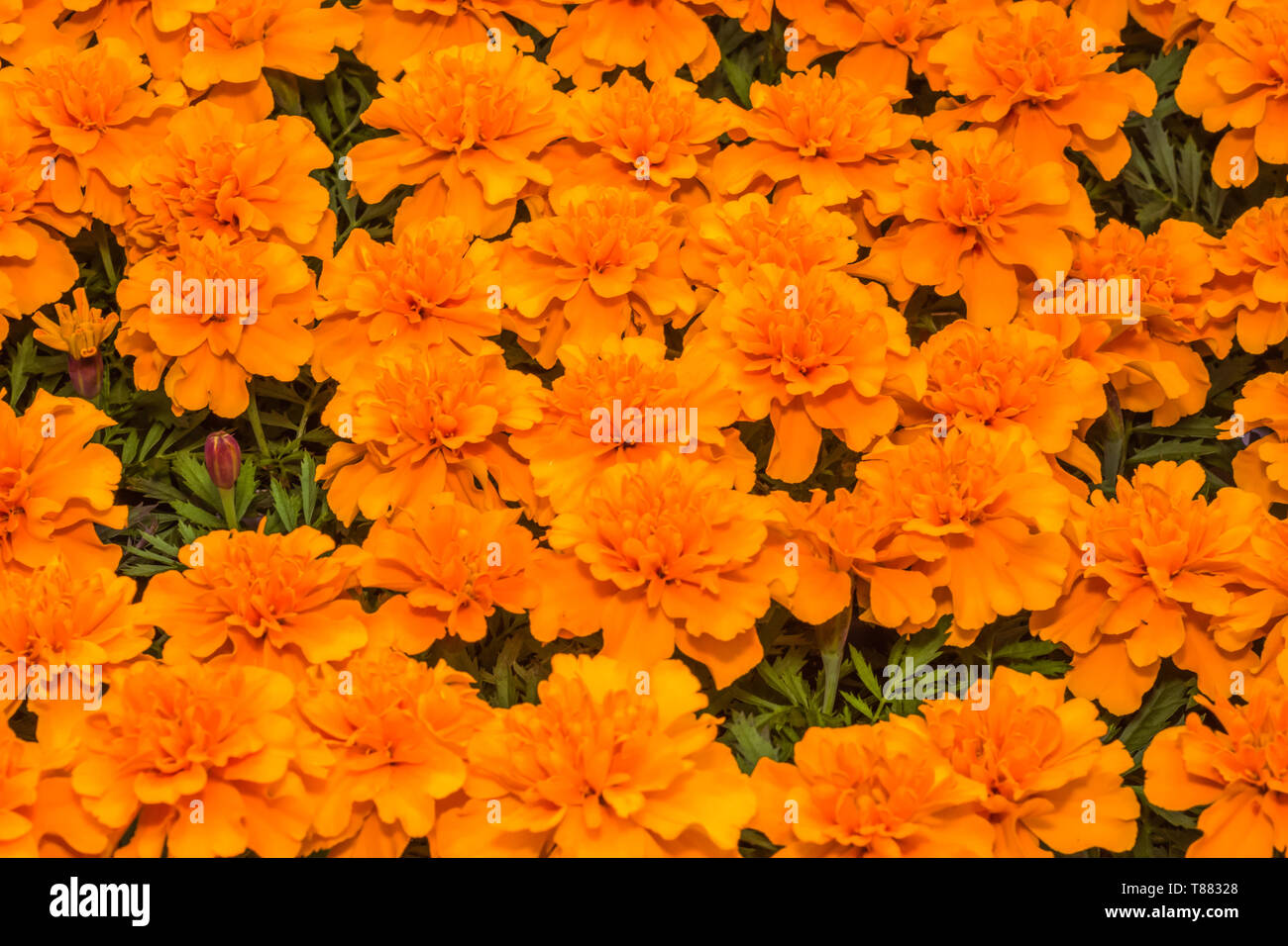 Early spring garden flowers with vibrant colors and showing details of ...