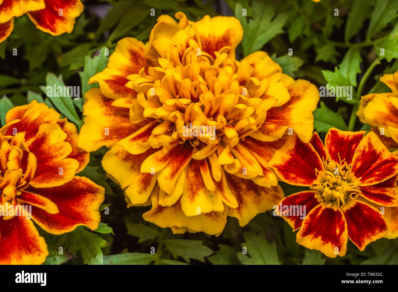 Early spring garden flowers with vibrant colors and showing details of ...