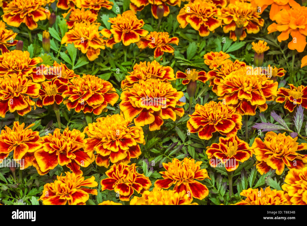 Early spring garden flowers with vibrant colors and showing details of ...