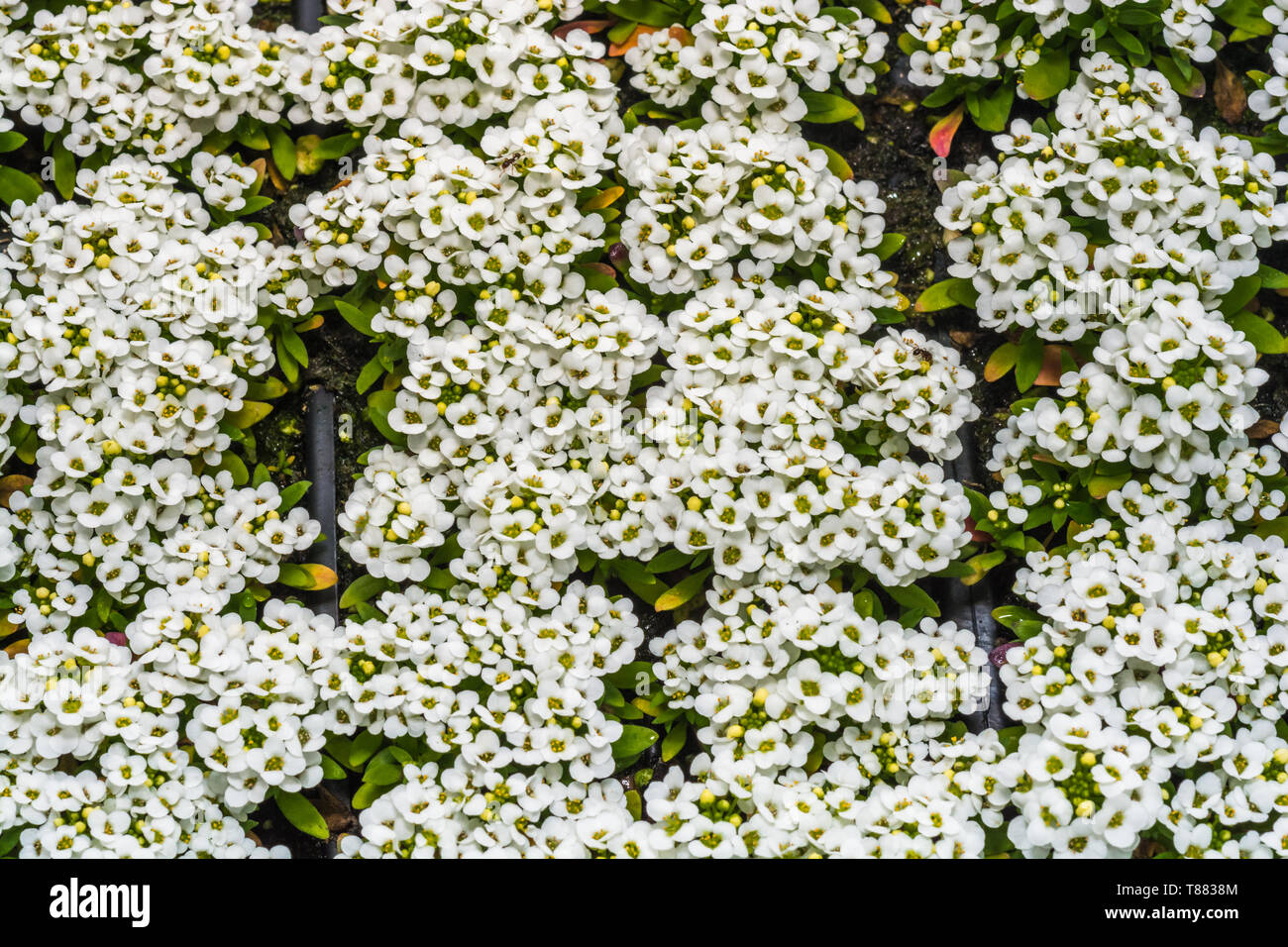 Early spring garden flowers with vibrant colors and showing details of ...