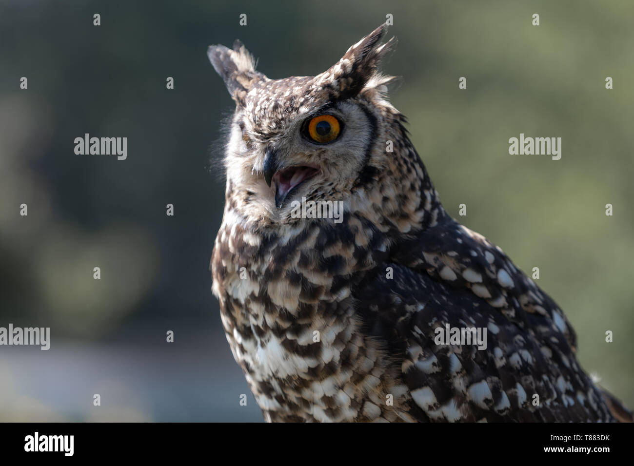 Owl with beak open hi-res stock photography and images - Alamy